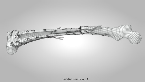 Bone Anatomy 3D model - TurboSquid 1767779