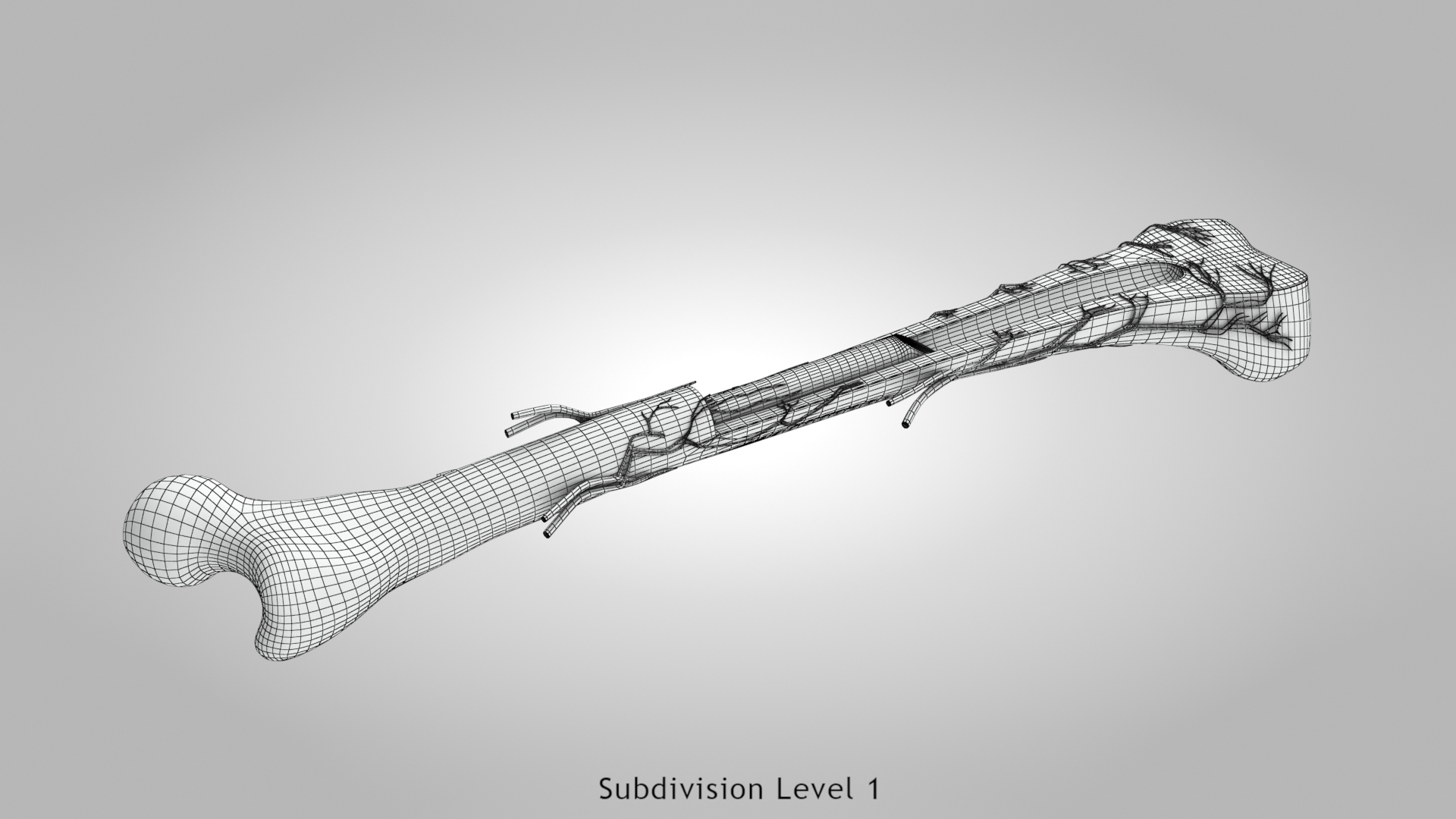 Bone Anatomy 3D model - TurboSquid 1767779