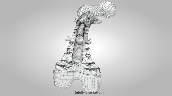 Bone Anatomy 3D model - TurboSquid 1767779