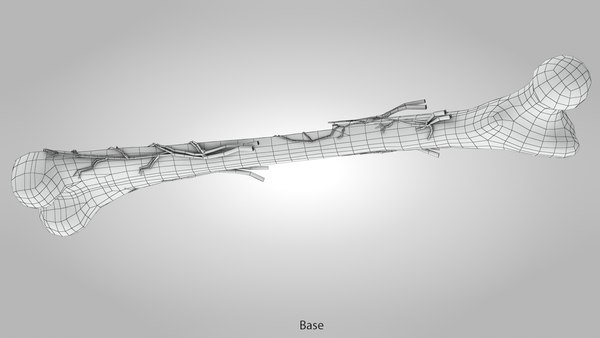 Bone Anatomy 3D model - TurboSquid 1767779