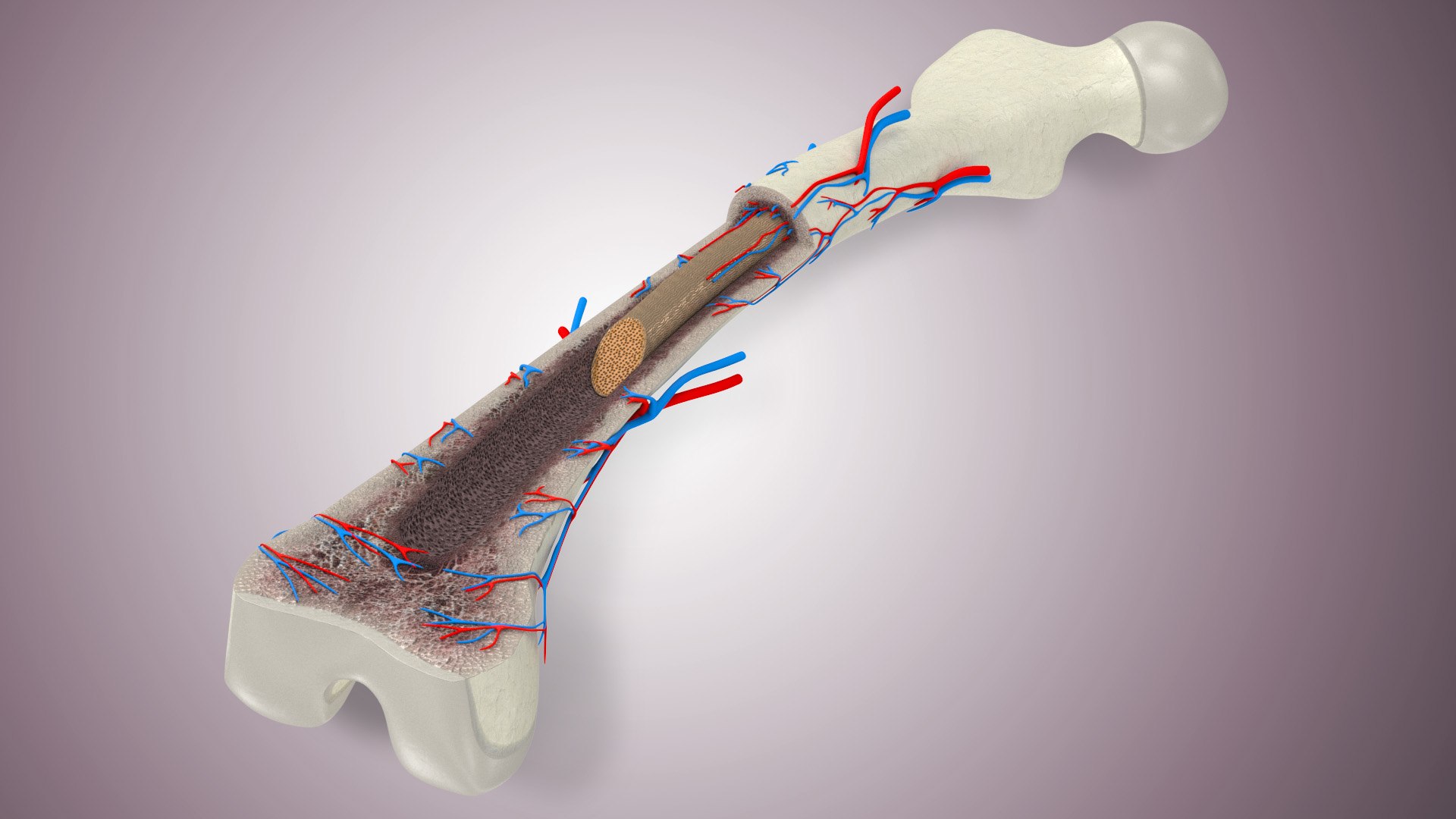Bone Anatomy 3D Model - TurboSquid 1767779