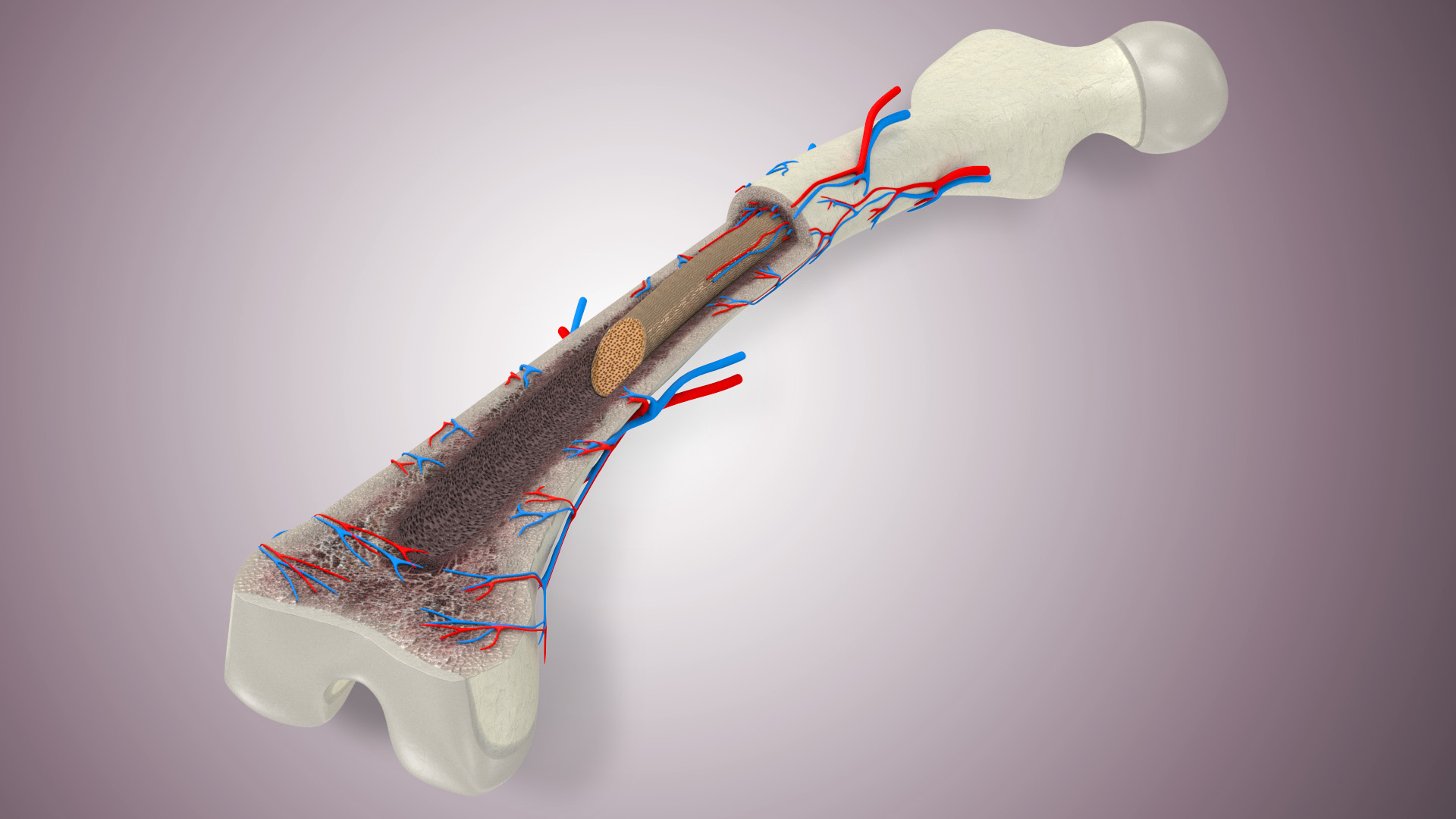 Bone Anatomy 3D model - TurboSquid 1767779