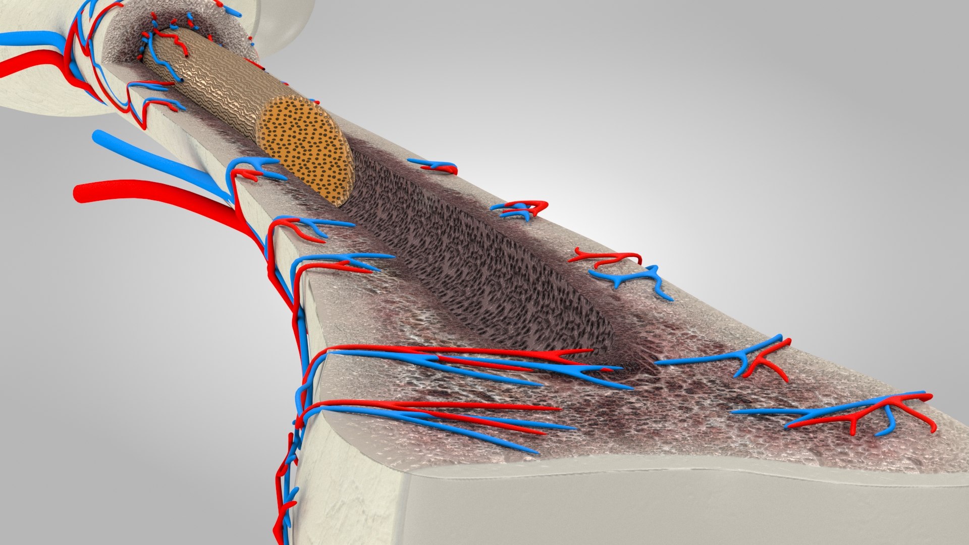 Bone Anatomy 3D Model - TurboSquid 1767779