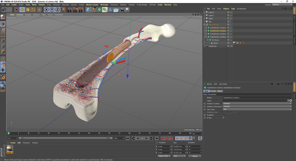Bone Anatomy 3D model - TurboSquid 1767779