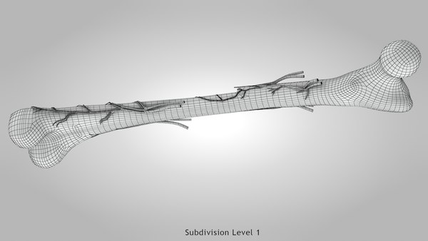 Bone Anatomy 3D model - TurboSquid 1767779