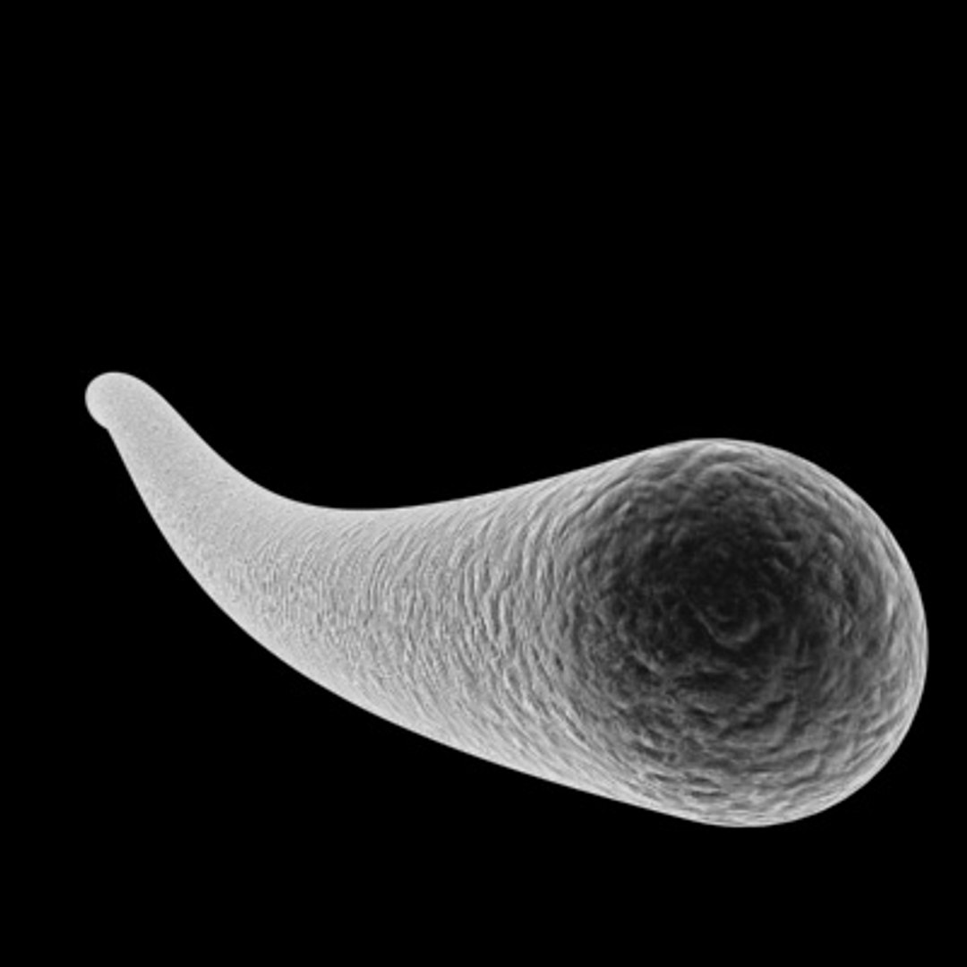 Typhus Bacteria Cell 3d 3ds