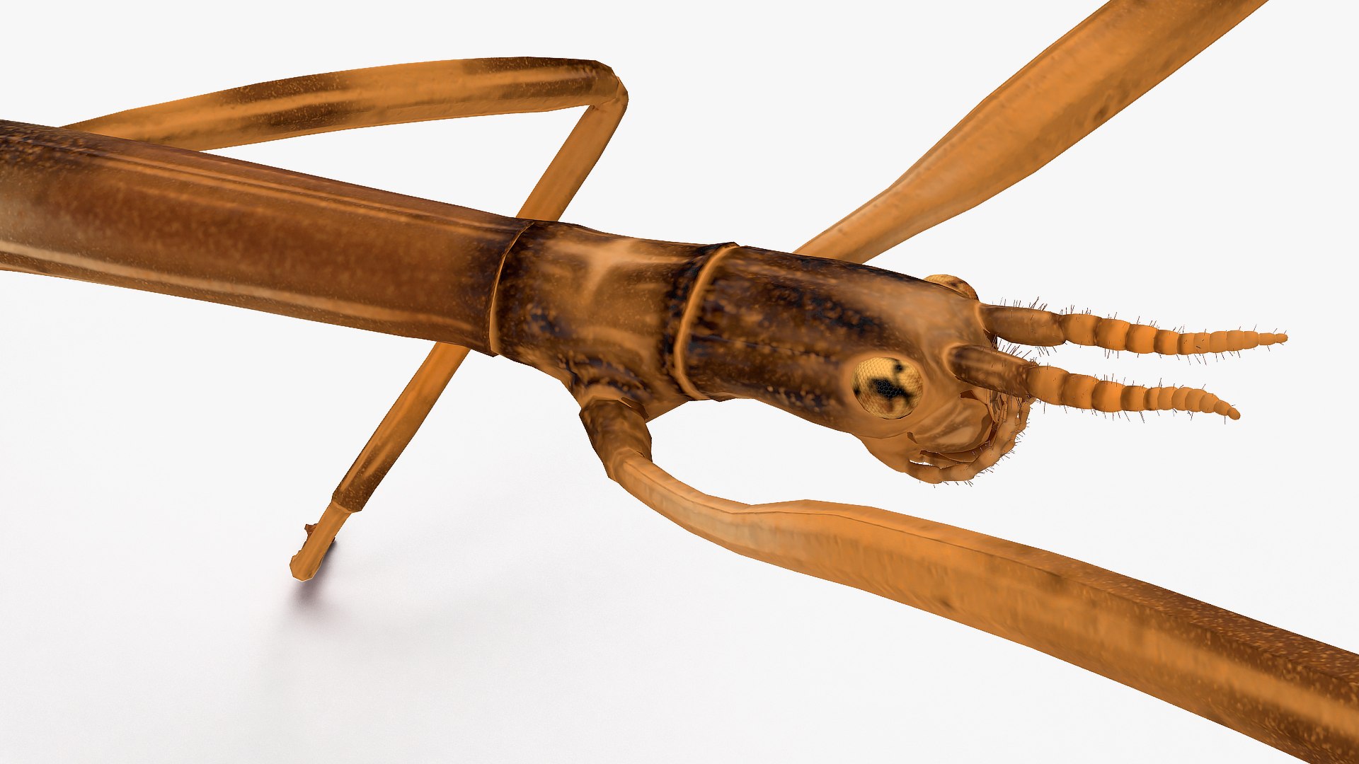 3D Stick Insect Brown Walking Model - TurboSquid 1469124