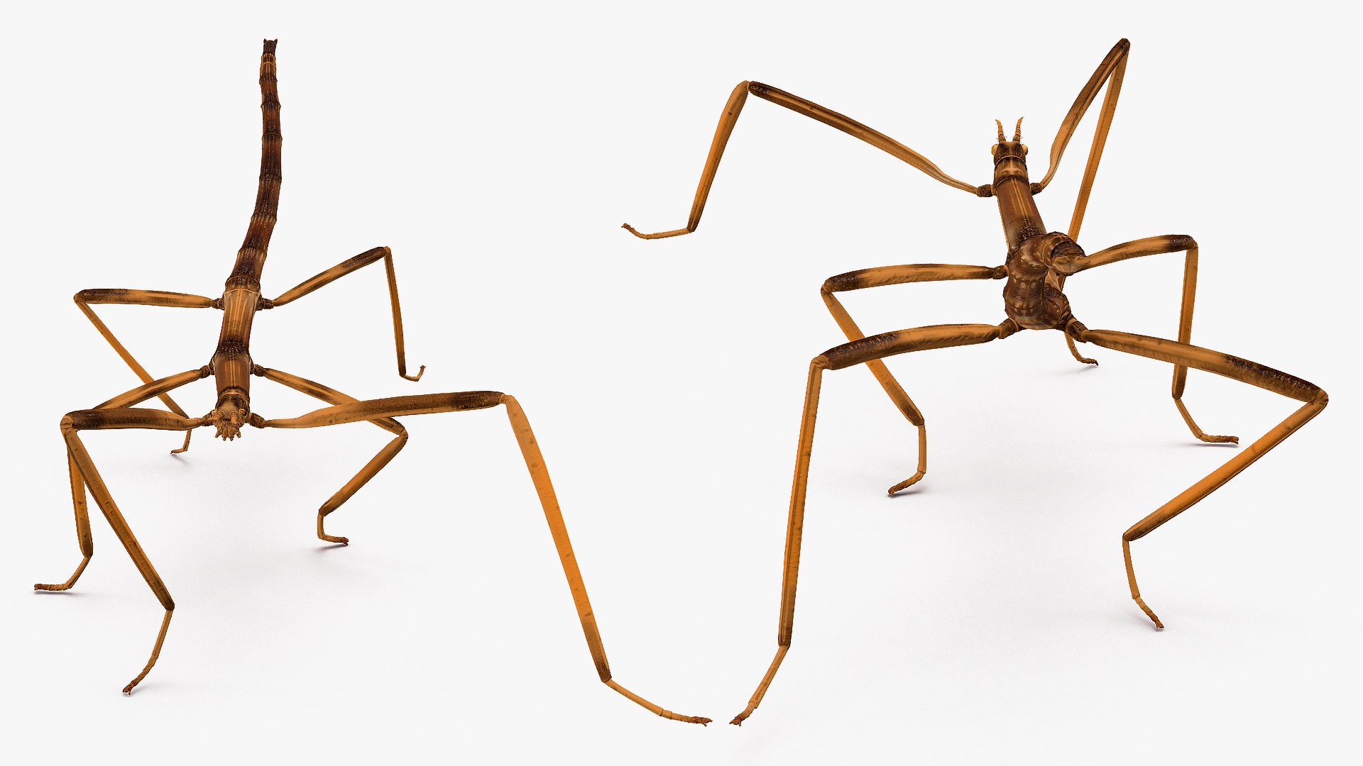 3D Stick Insect Brown Walking Model - TurboSquid 1469124