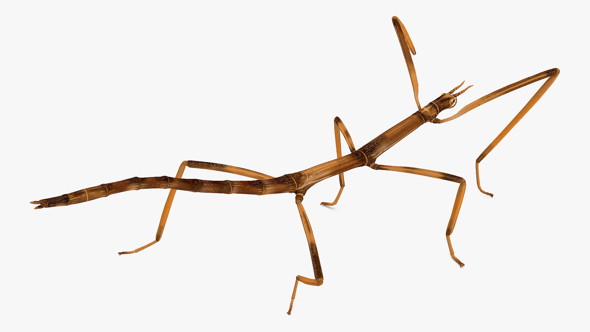3D Stick Insect Brown Walking Model - TurboSquid 1469124