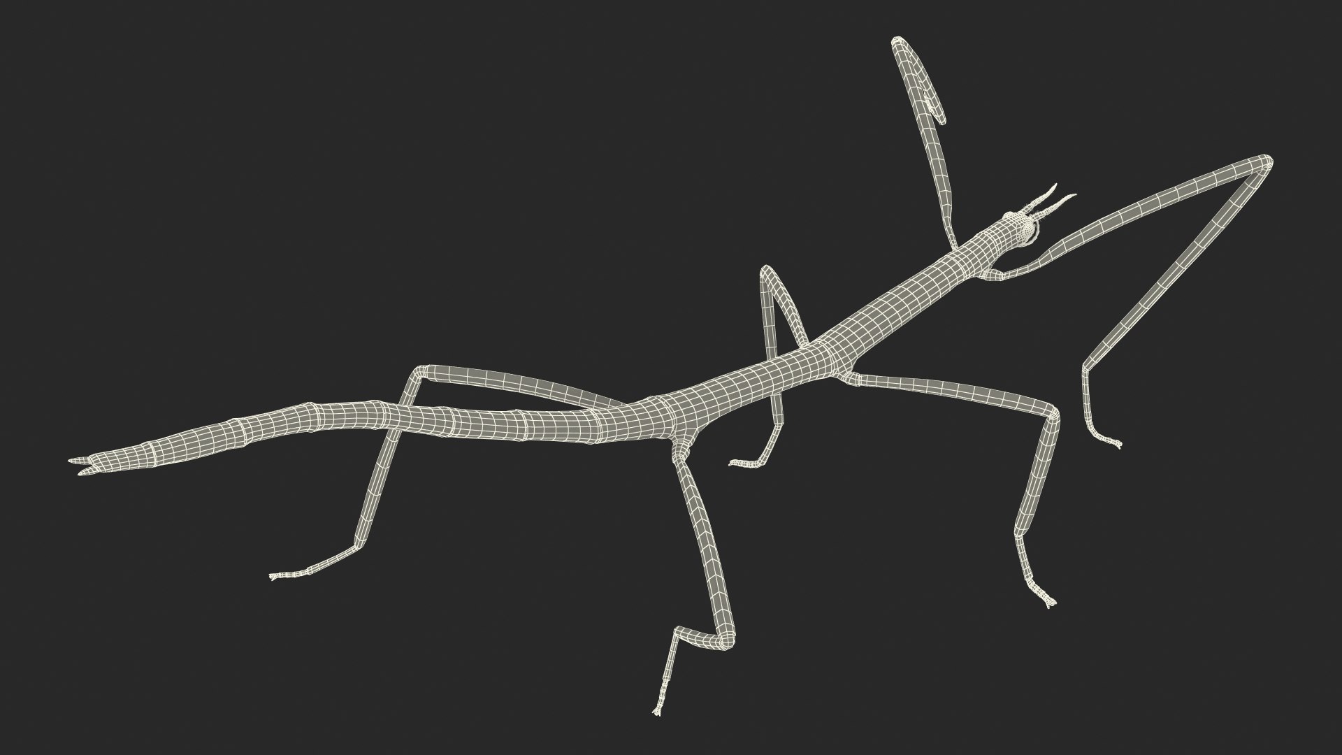 3D stick insect brown walking model - TurboSquid 1469124