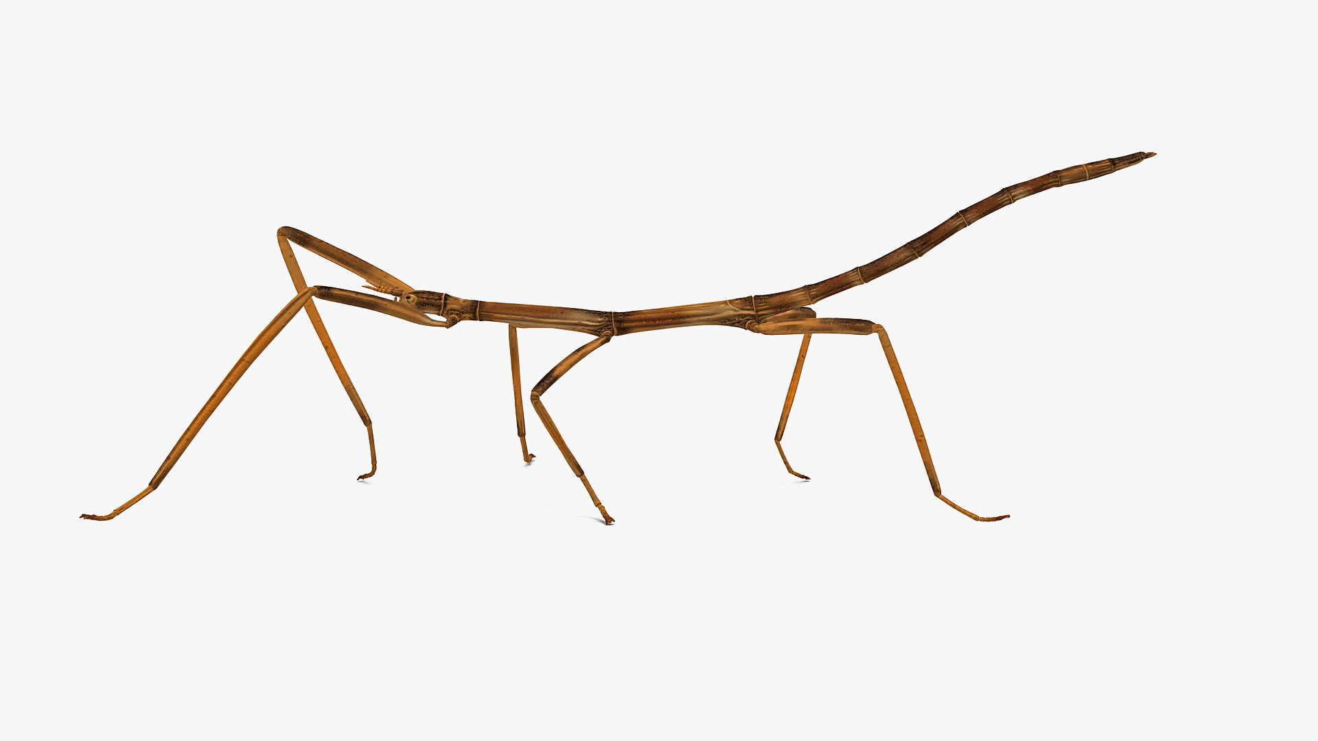 3D Stick Insect Brown Walking Model - TurboSquid 1469124