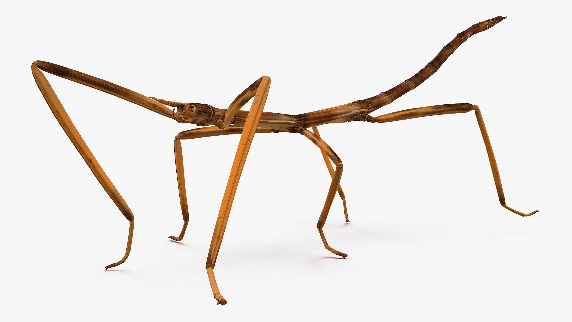 3D Stick Insect Brown Walking Model - TurboSquid 1469124