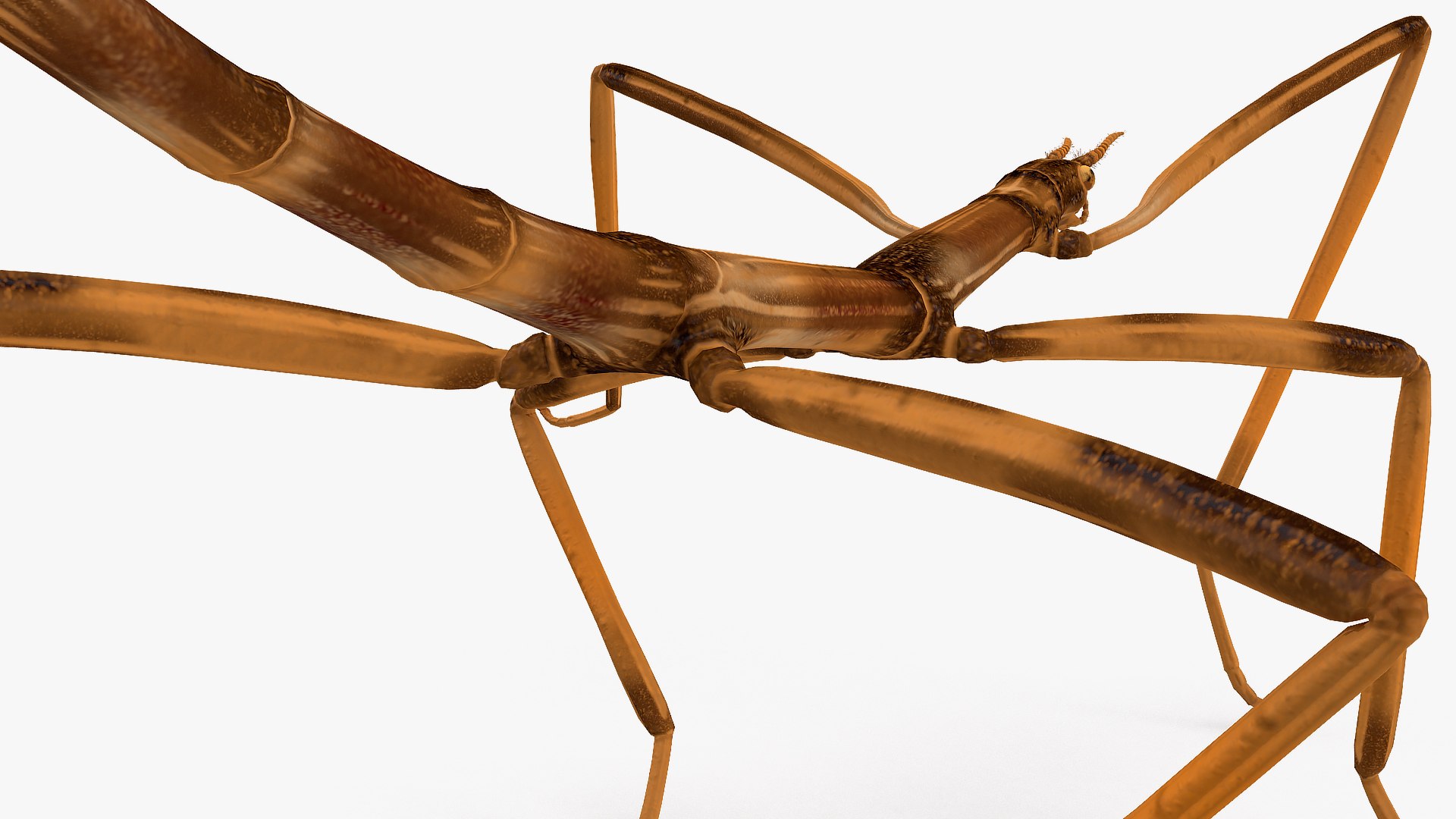 3D Stick Insect Brown Walking Model - TurboSquid 1469124