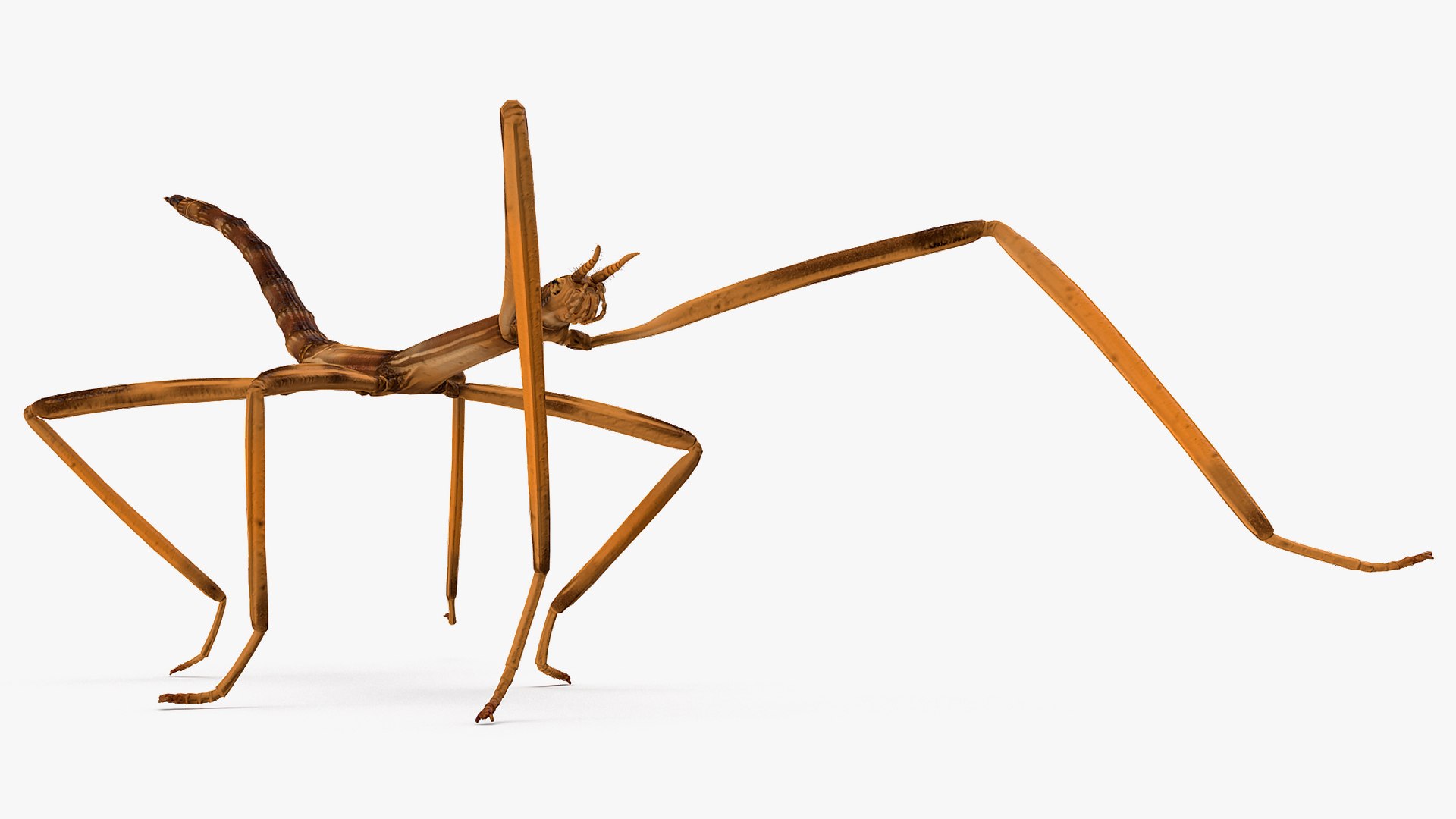 3D Stick Insect Brown Walking Model - TurboSquid 1469124