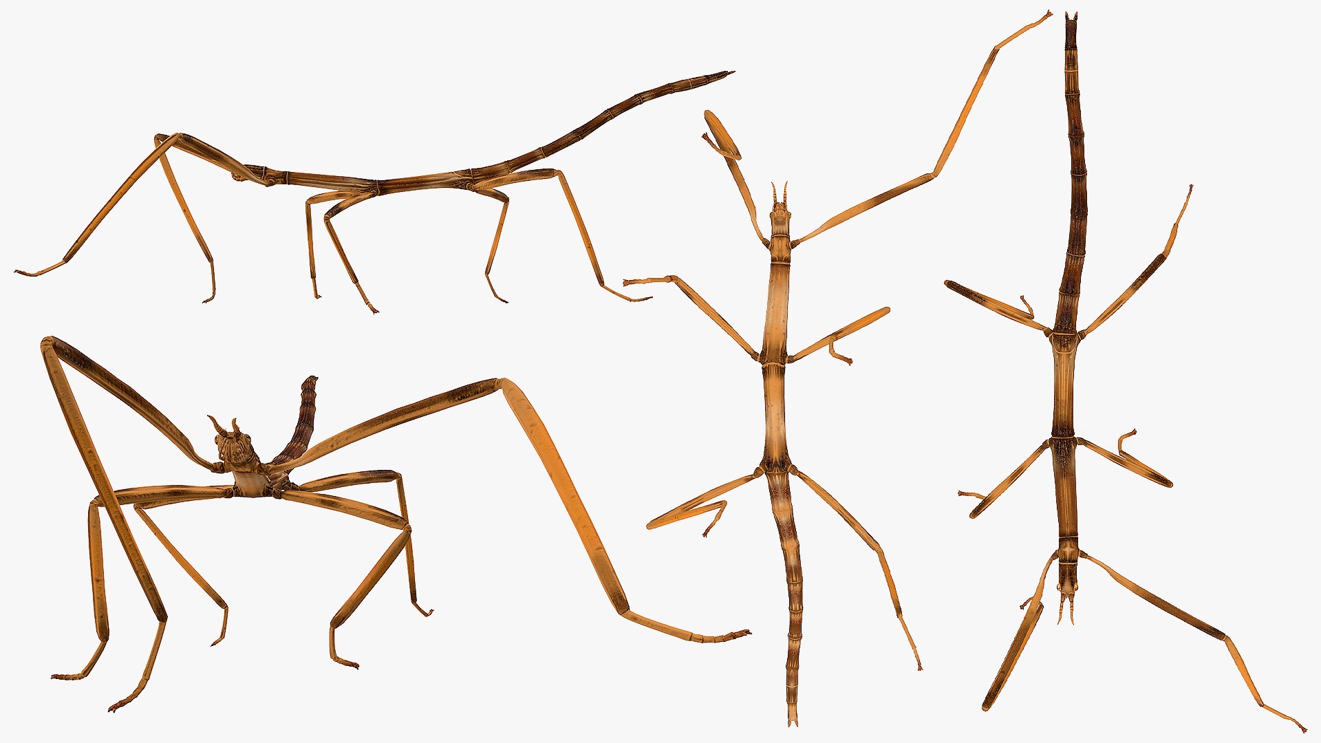 3D Stick Insect Brown Walking Model - TurboSquid 1469124