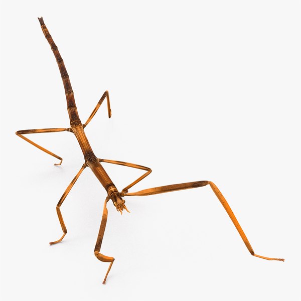 Stick Insect Blender Models for Download | TurboSquid