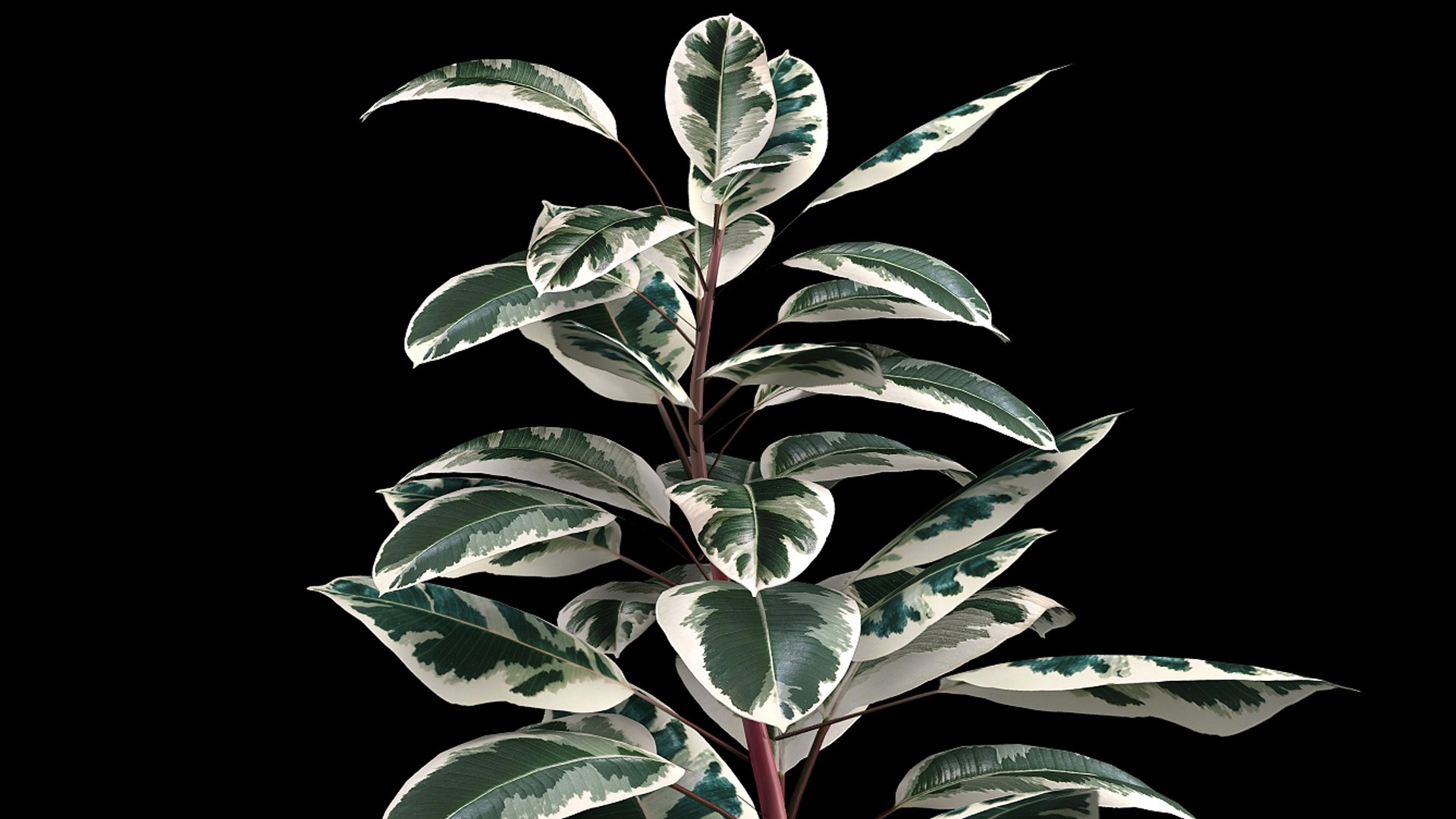 Albino Plant Set 3D Model - TurboSquid 1870006