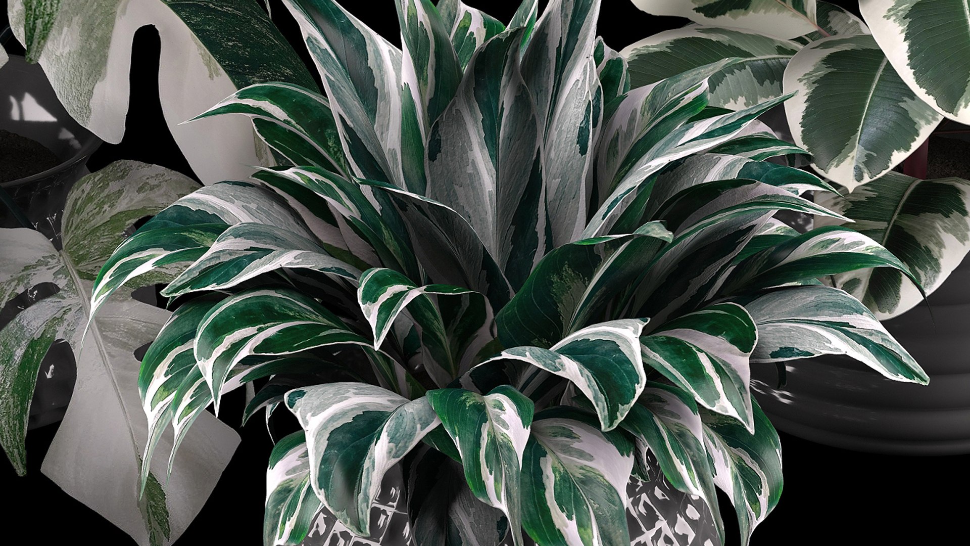 Albino Plant Set 3D Model - TurboSquid 1870006