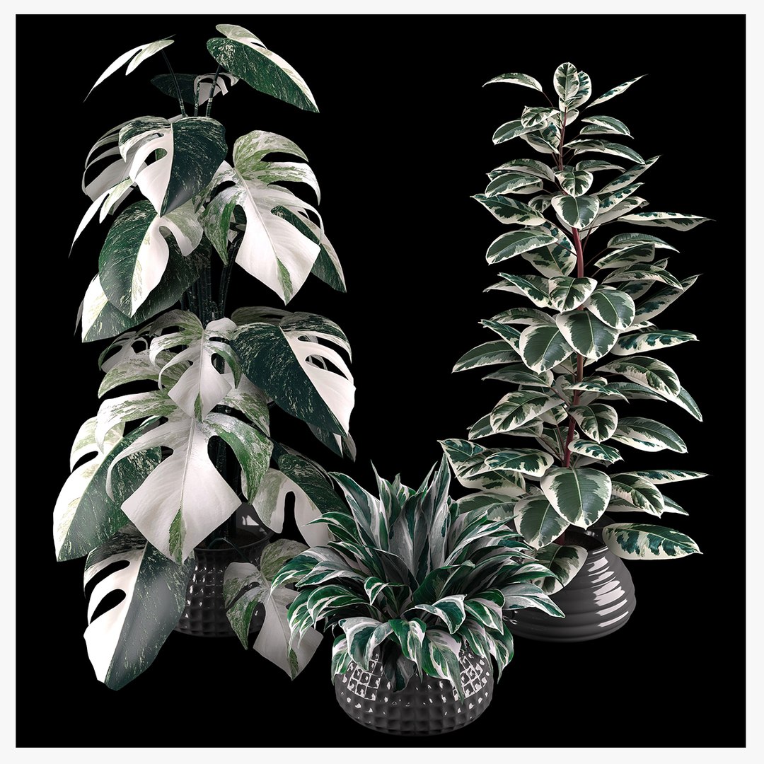 Albino Plant Set 3D Model - TurboSquid 1870006