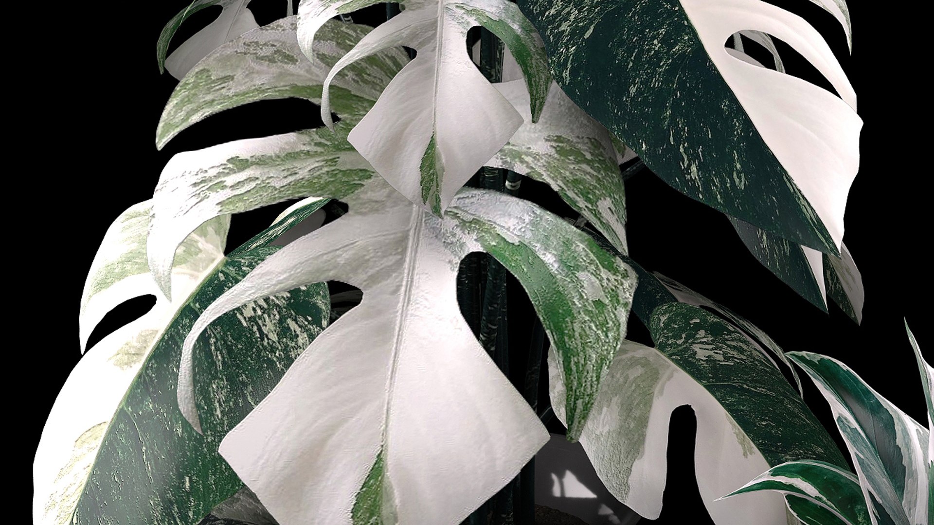 Albino Plant Set 3D Model - TurboSquid 1870006