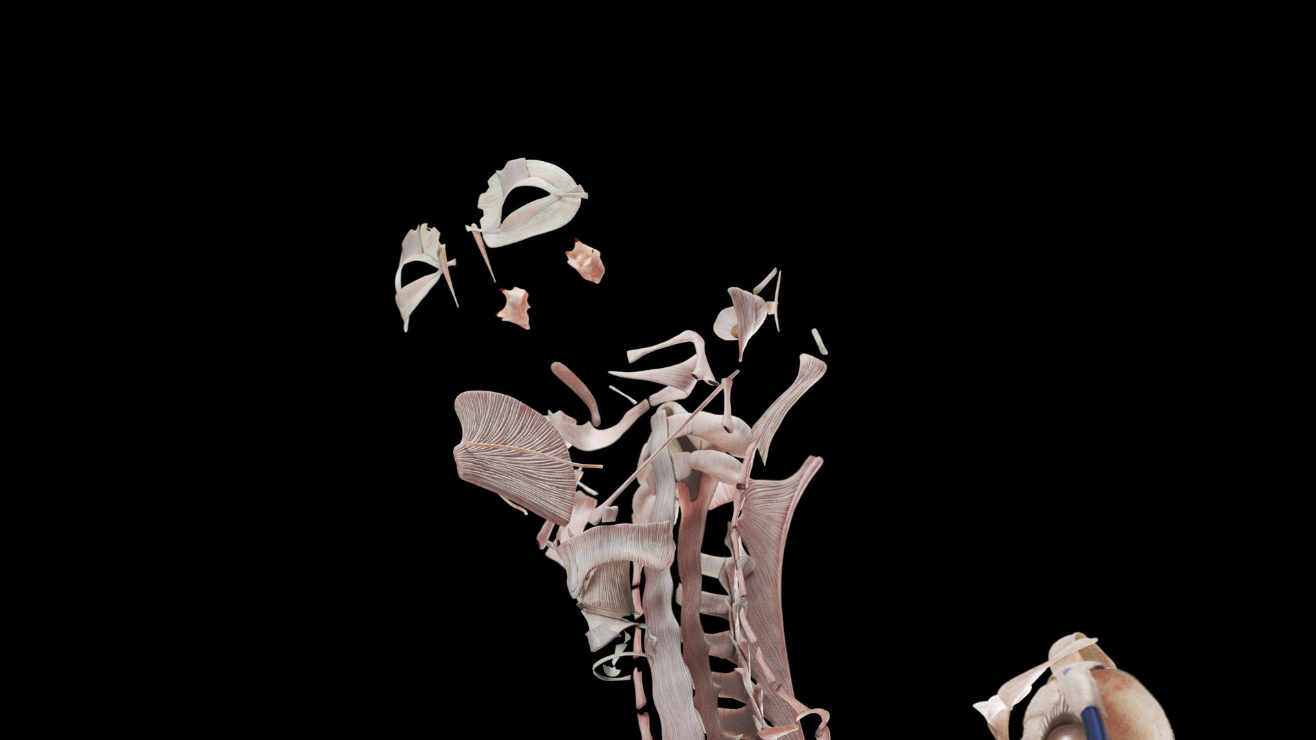 3D Medically Accurate Male Connective System Model - TurboSquid 2042279