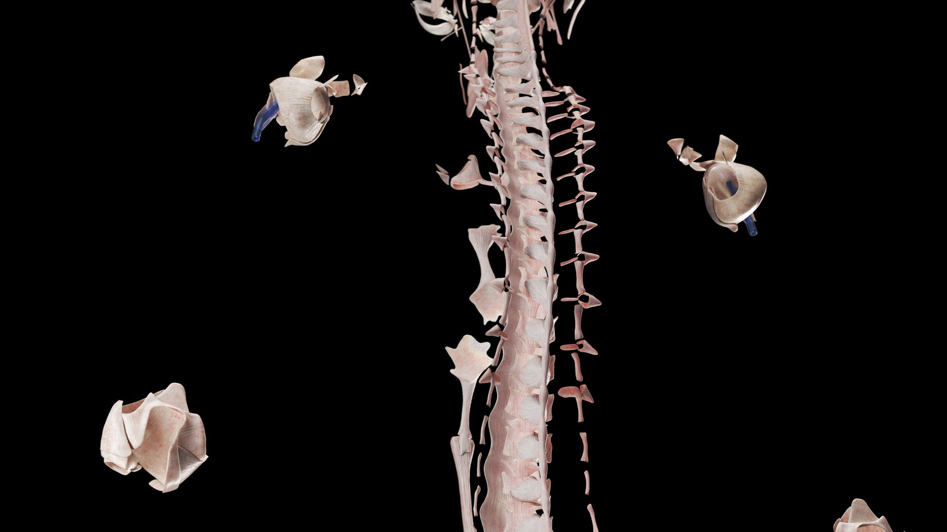 3D Medically Accurate Male Connective System Model - TurboSquid 2042279