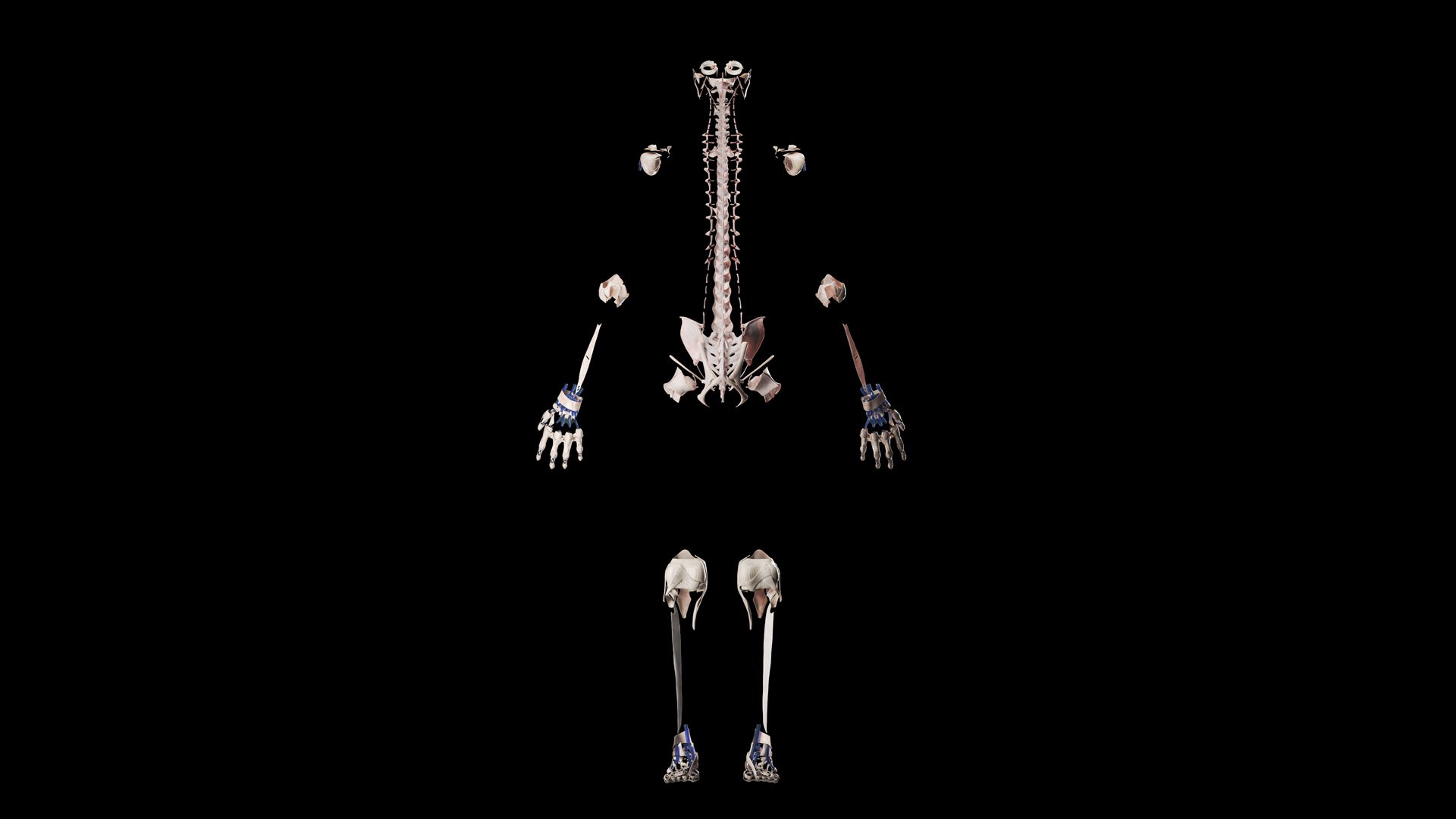 3D Medically Accurate Male Connective System Model - TurboSquid 2042279