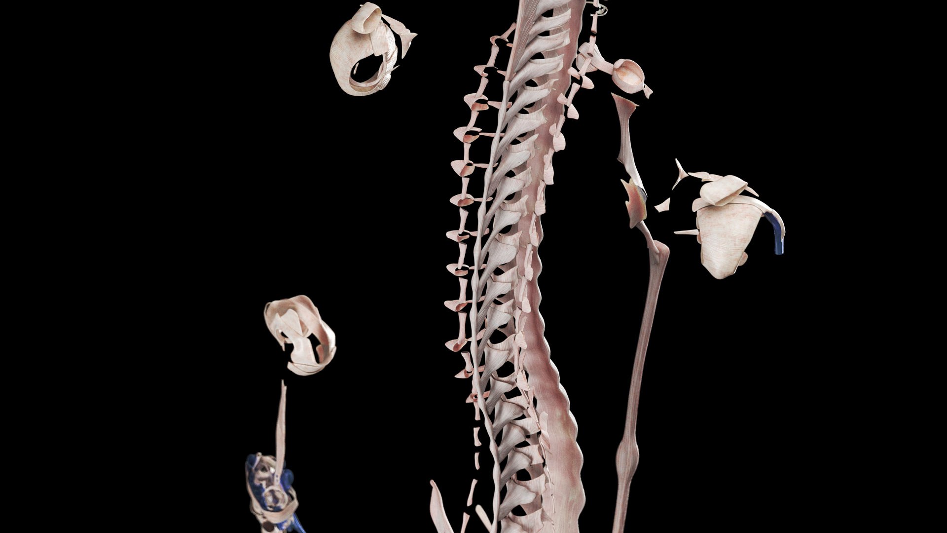 3D Medically Accurate Male Connective System Model - TurboSquid 2042279