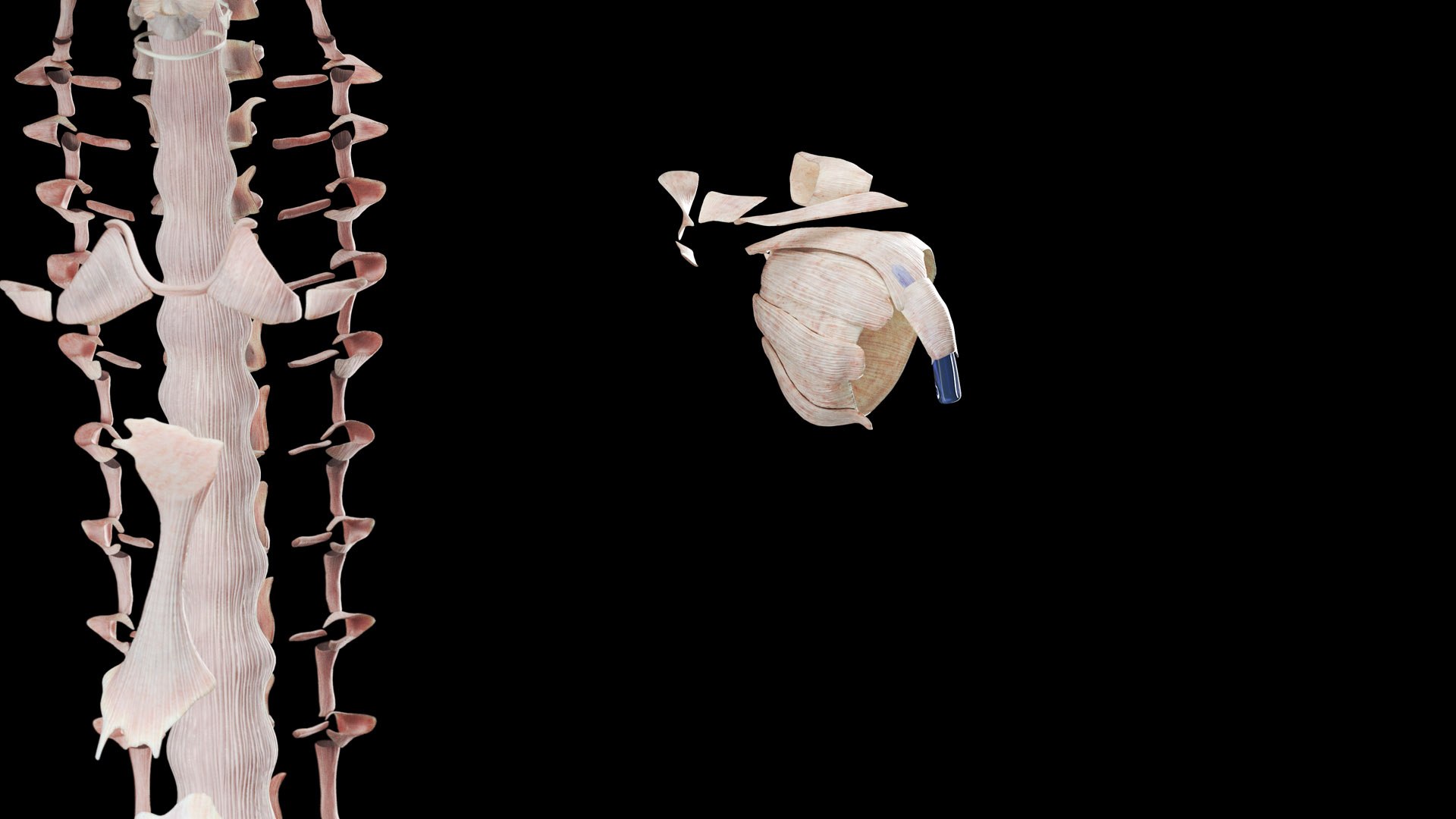 3D Medically Accurate Male Connective system model - TurboSquid 2042279