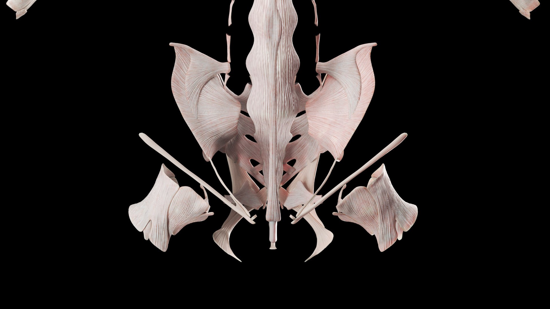 3D Medically Accurate Male Connective System Model - TurboSquid 2042279