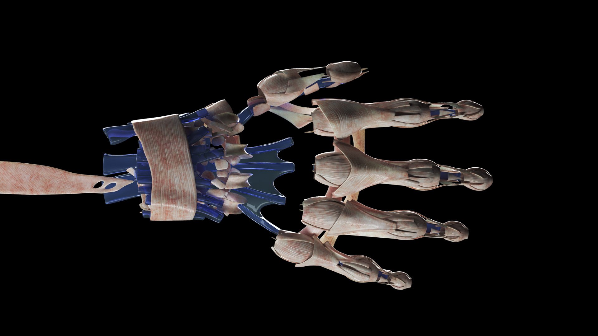 3D Medically Accurate Male Connective system model - TurboSquid 2042279