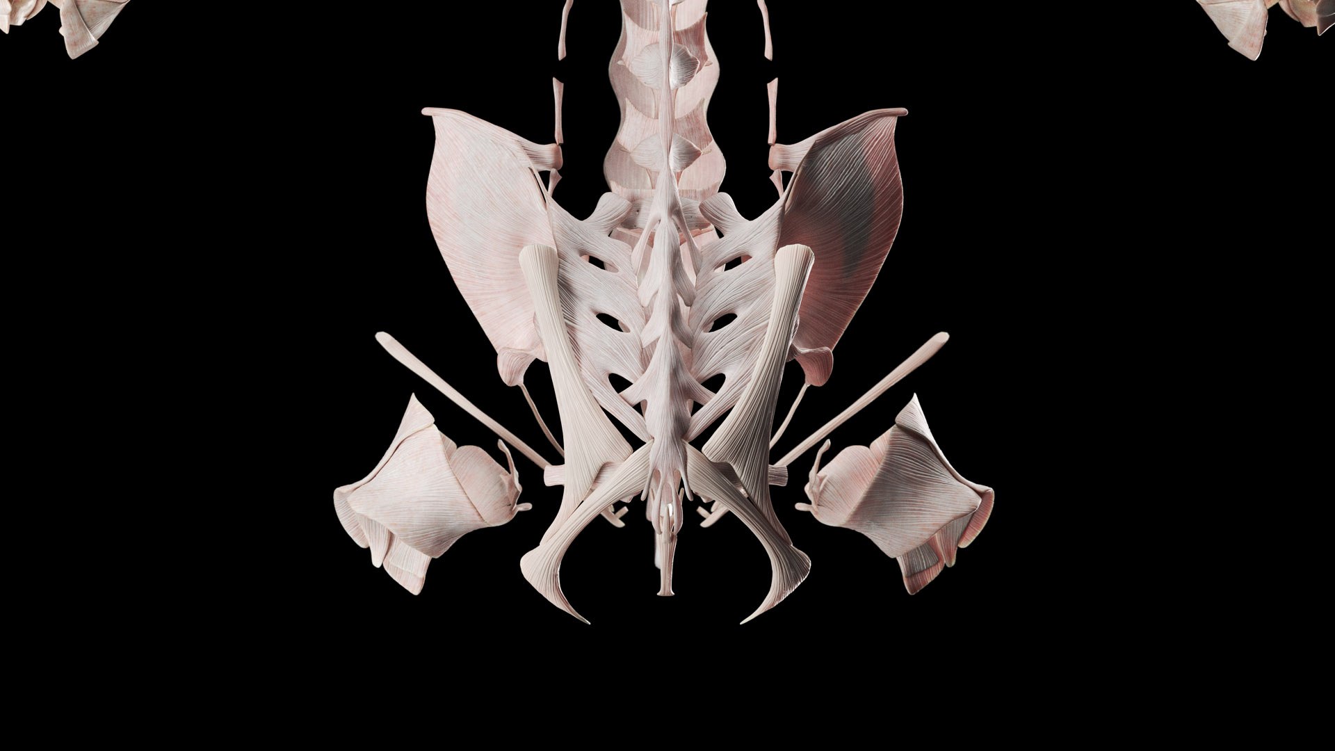 3D Medically Accurate Male Connective System Model - TurboSquid 2042279