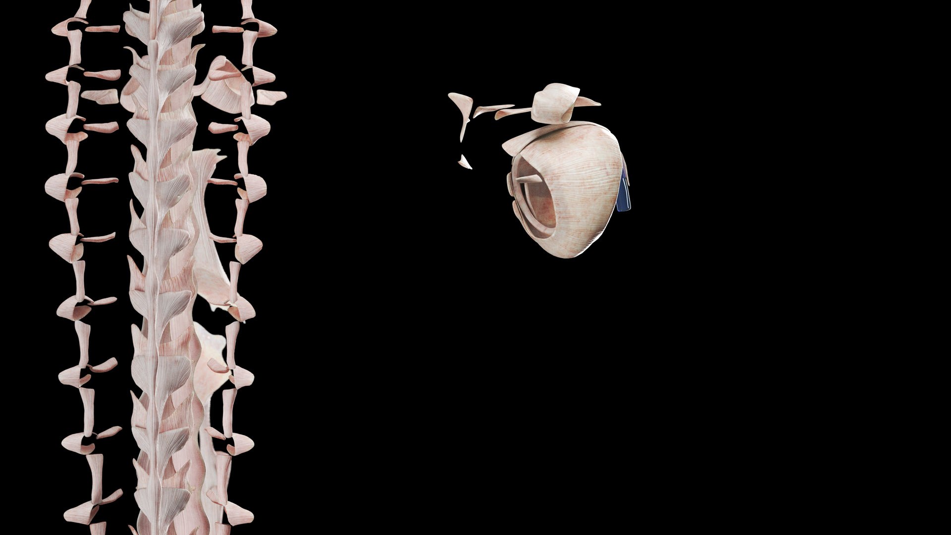 3D Medically Accurate Male Connective system model - TurboSquid 2042279