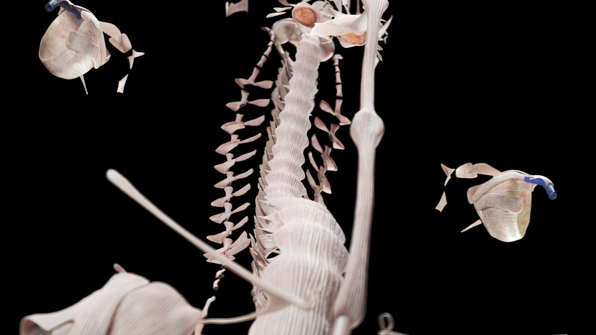 3D Medically Accurate Male Connective system model - TurboSquid 2042279