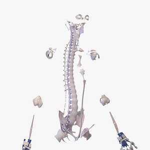 Anatomy 3D Models for Download | TurboSquid