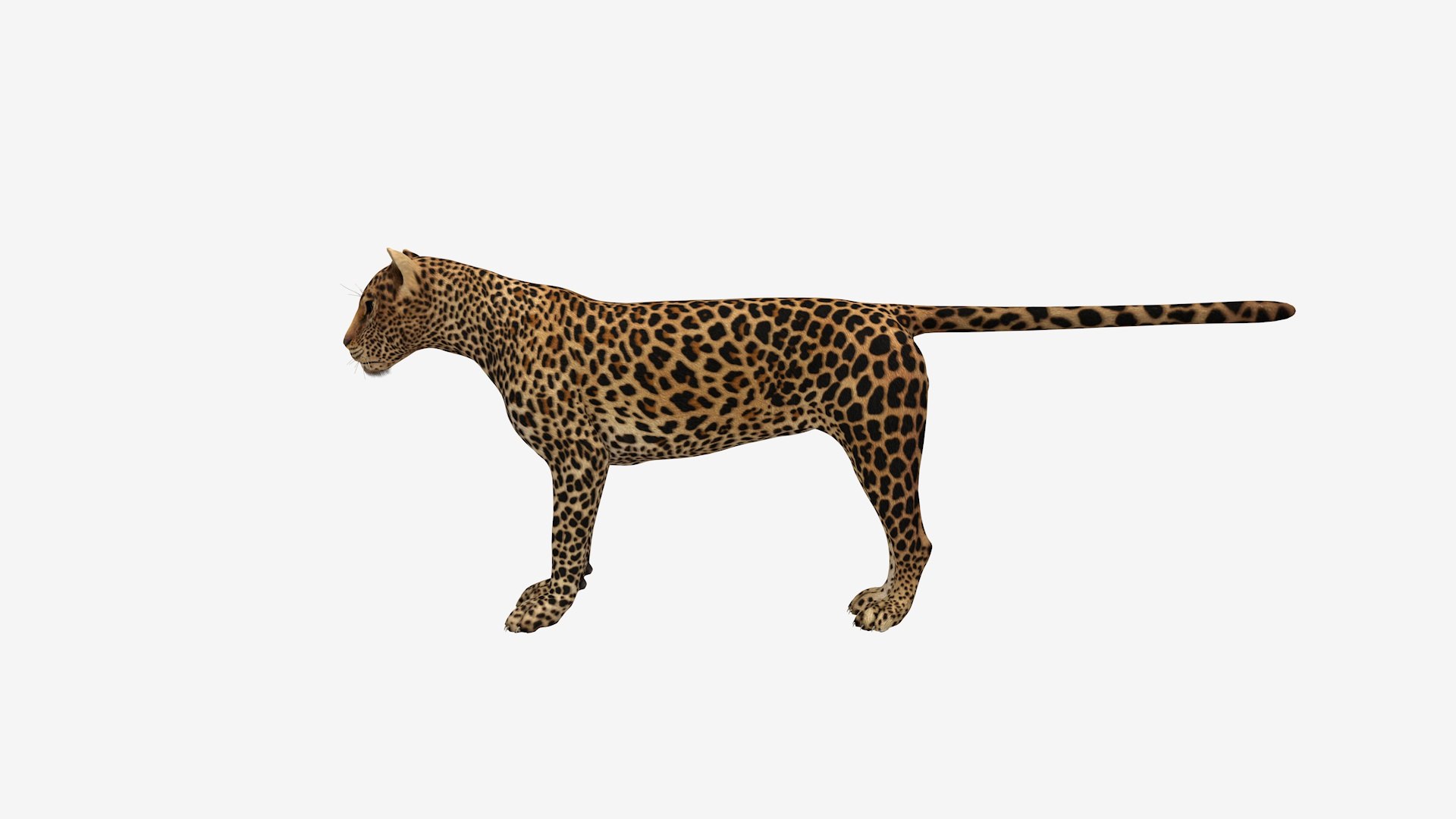 3D Leopard - TurboSquid 1856551