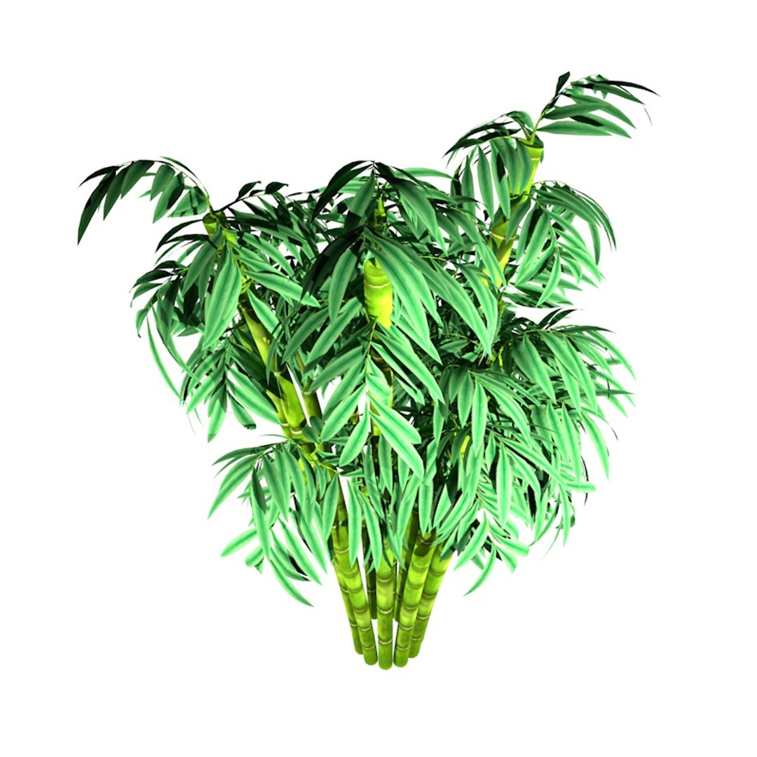 Bamboo Tree 3D Model - TurboSquid 1317534