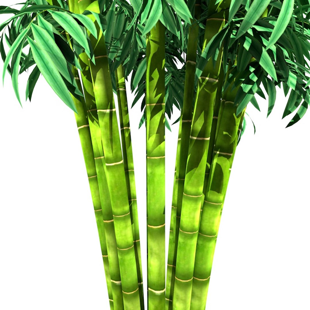 Bamboo Tree 3D Model - TurboSquid 1317534