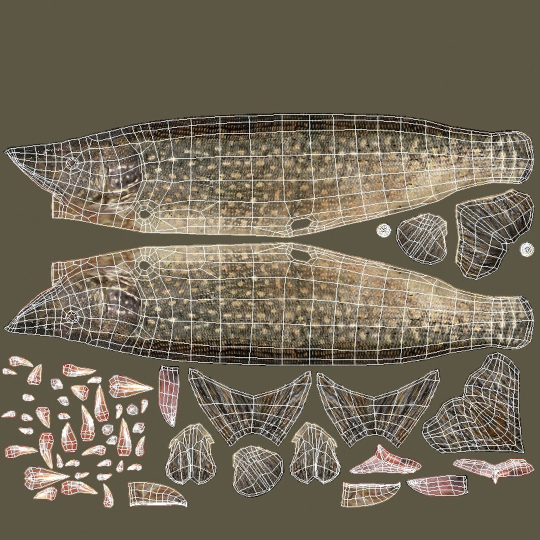 Esocidae Esox Fish 3ds