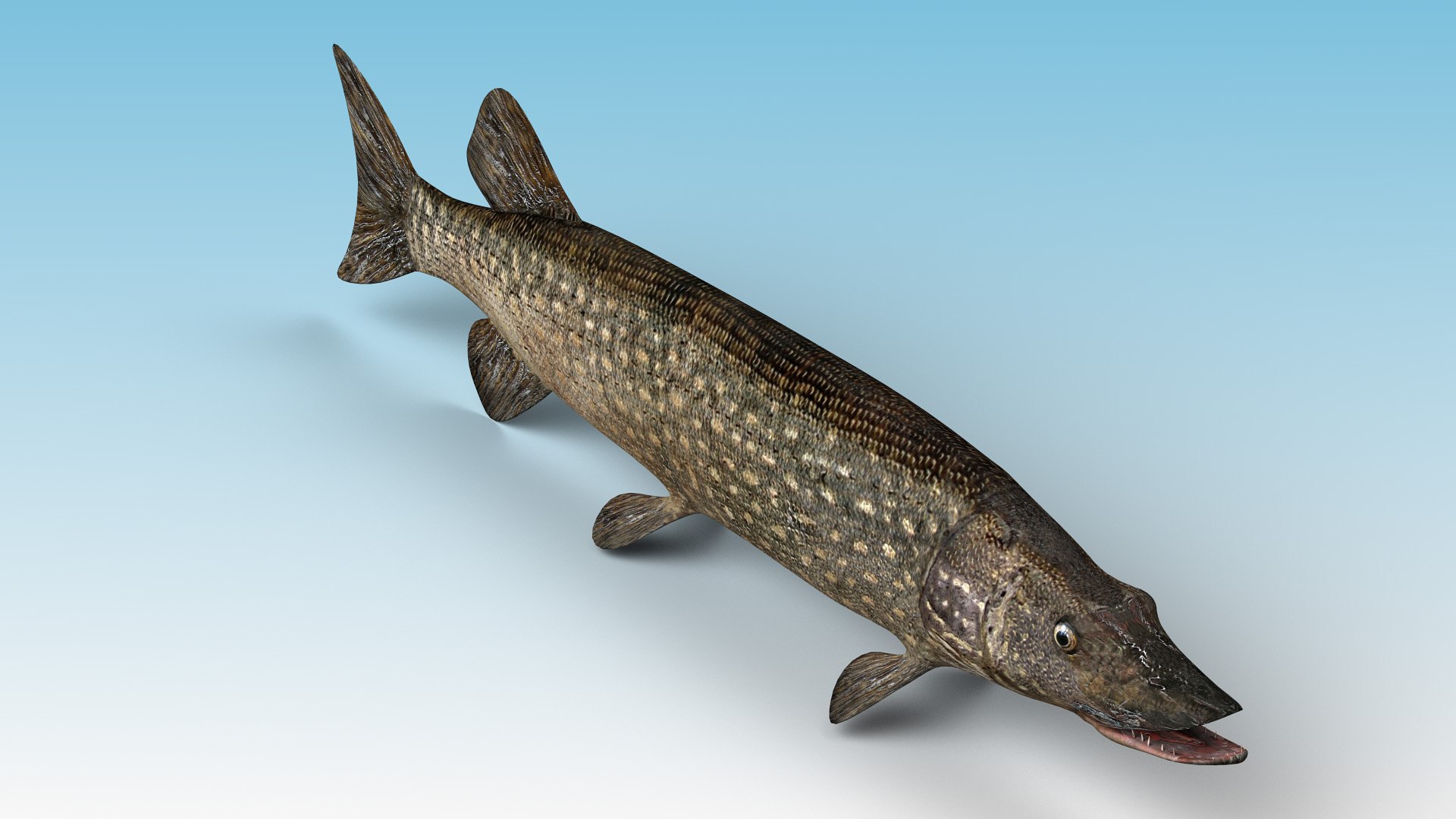 Esocidae Esox Fish 3ds