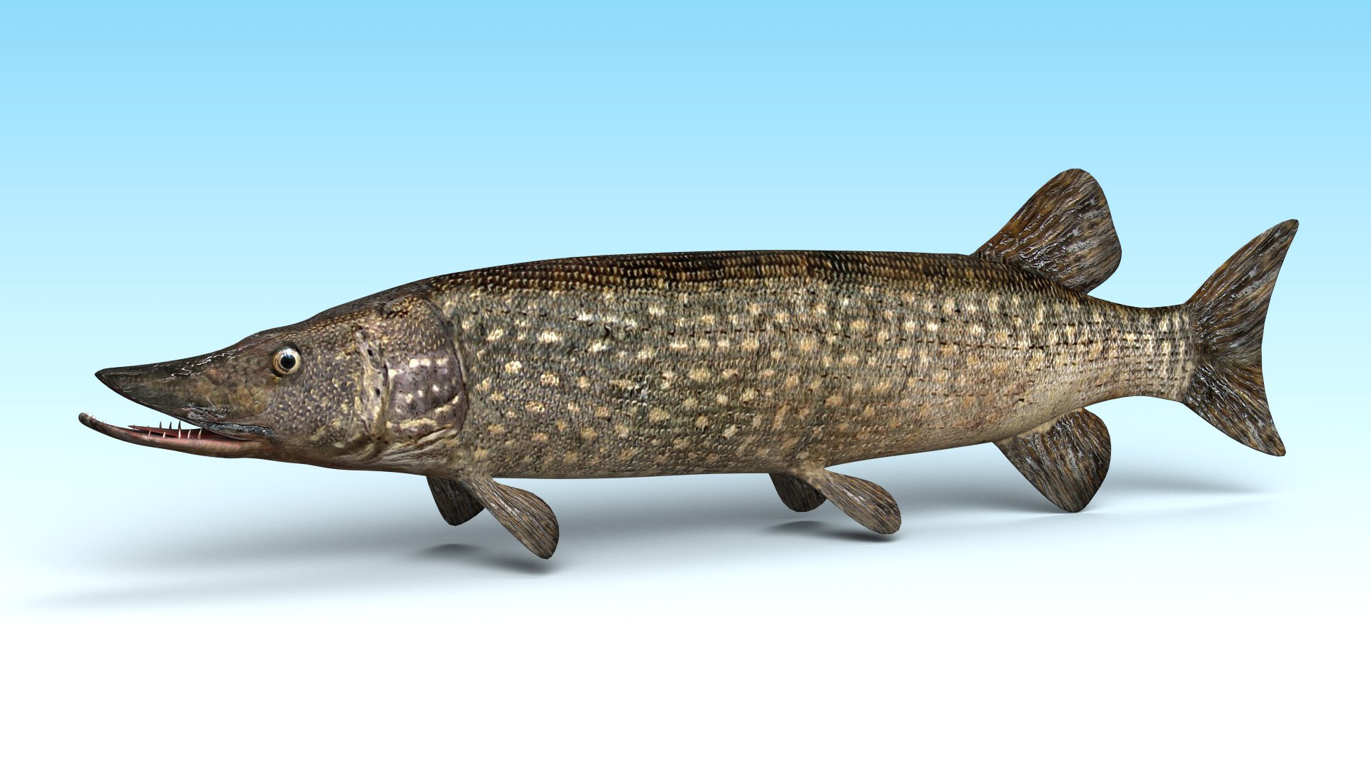 Esocidae Esox Fish 3ds