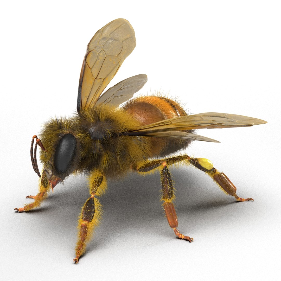 max bee pose 2