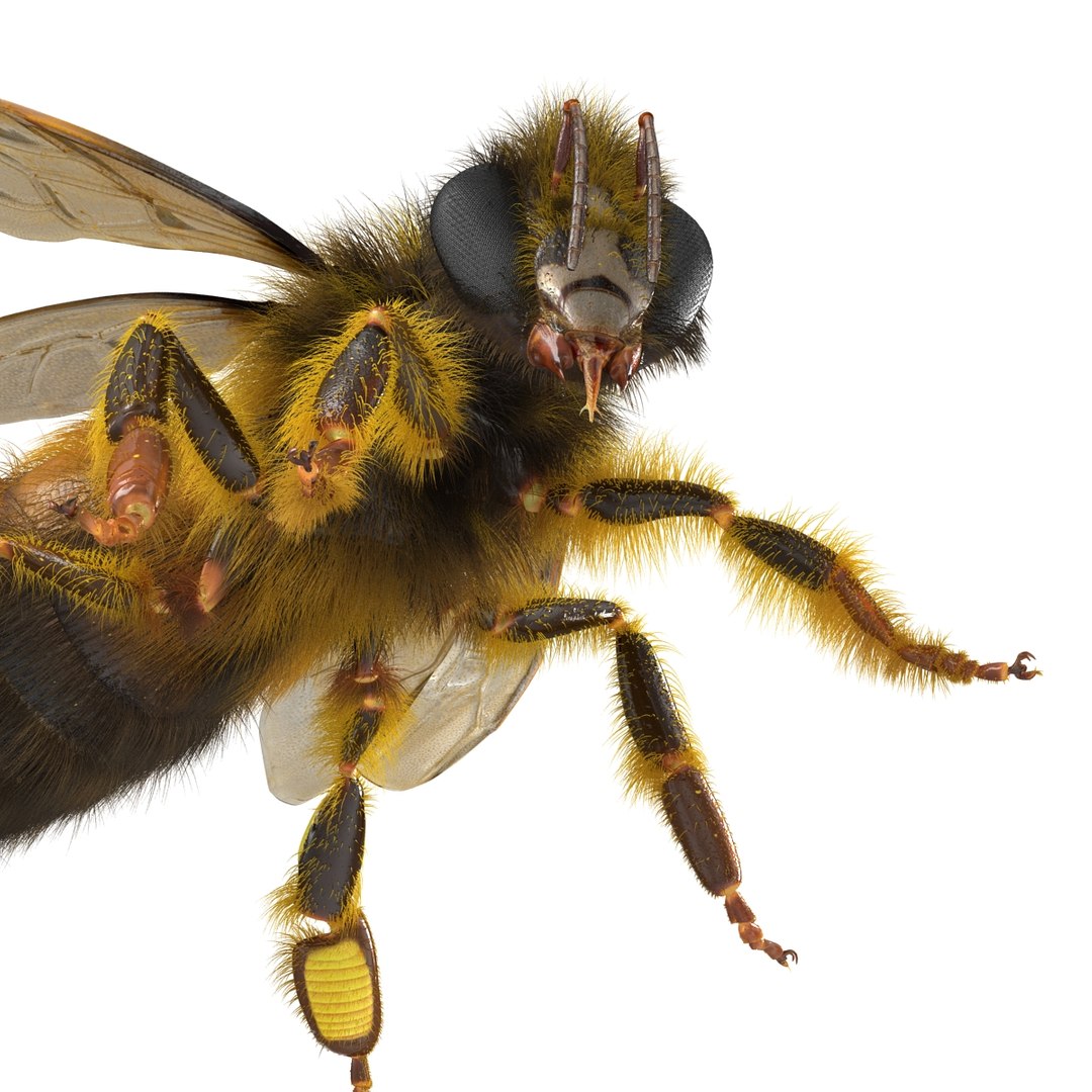 max bee pose 2