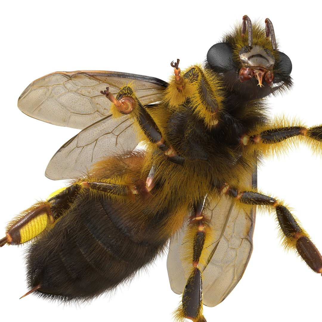 max bee pose 2