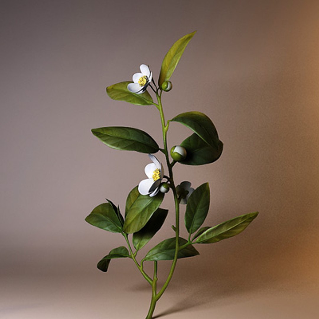 3d Tea Plant