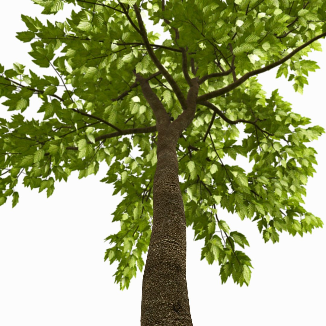 3d Model Tree Environment