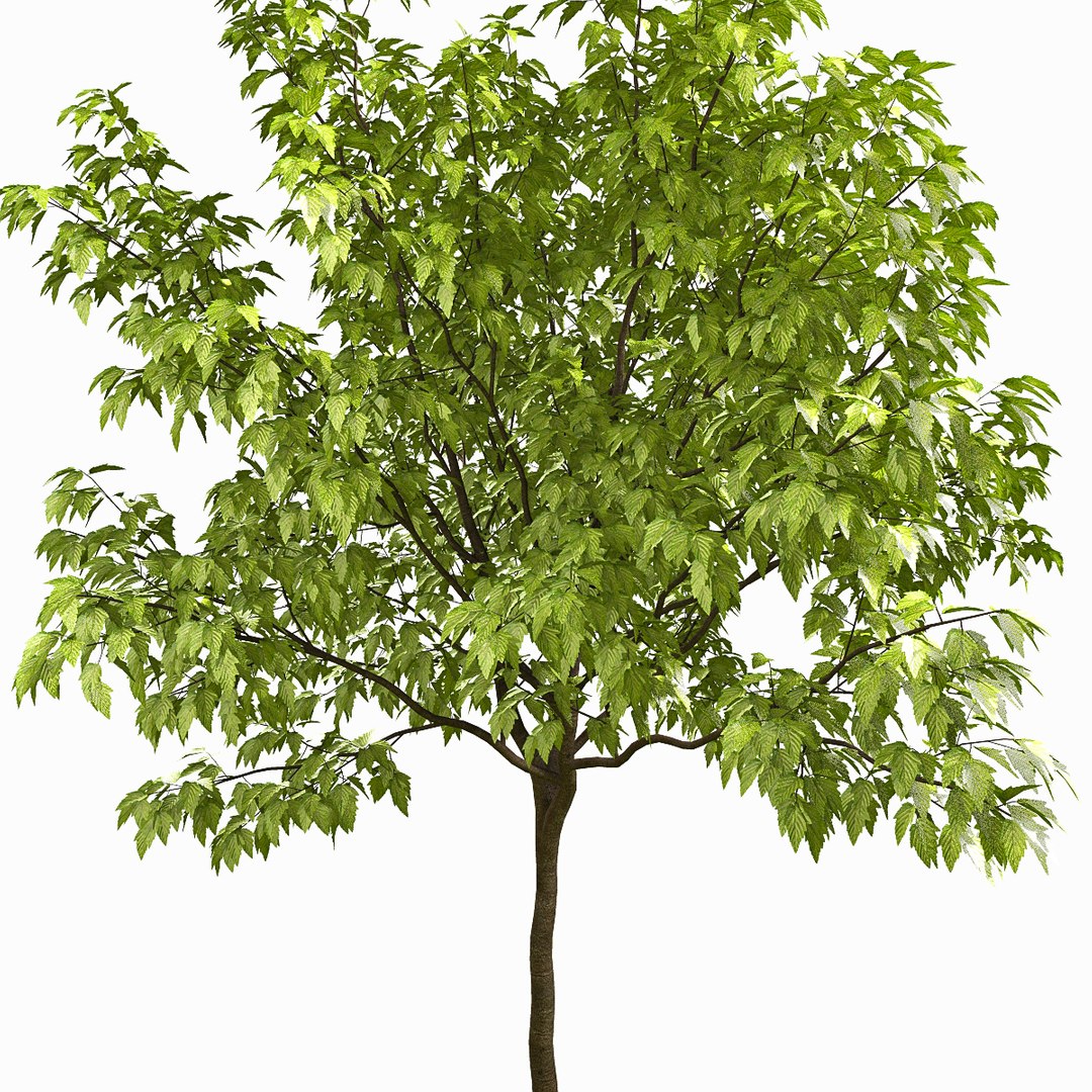 3d Model Tree Environment