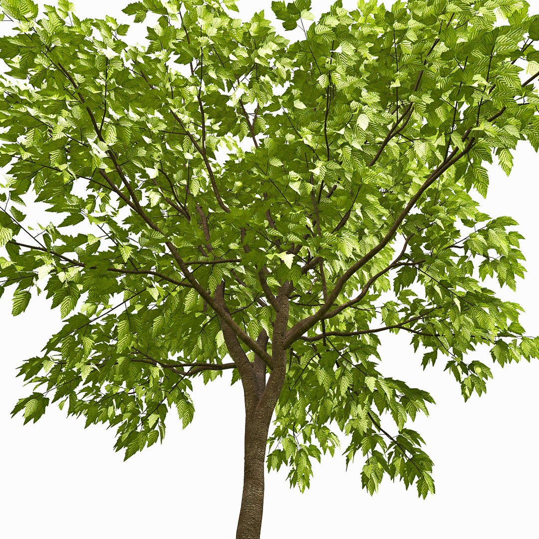 3d Model Tree Environment