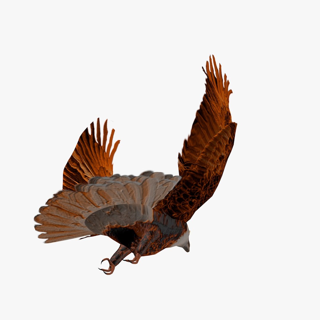 3d flying golden eagle catching model