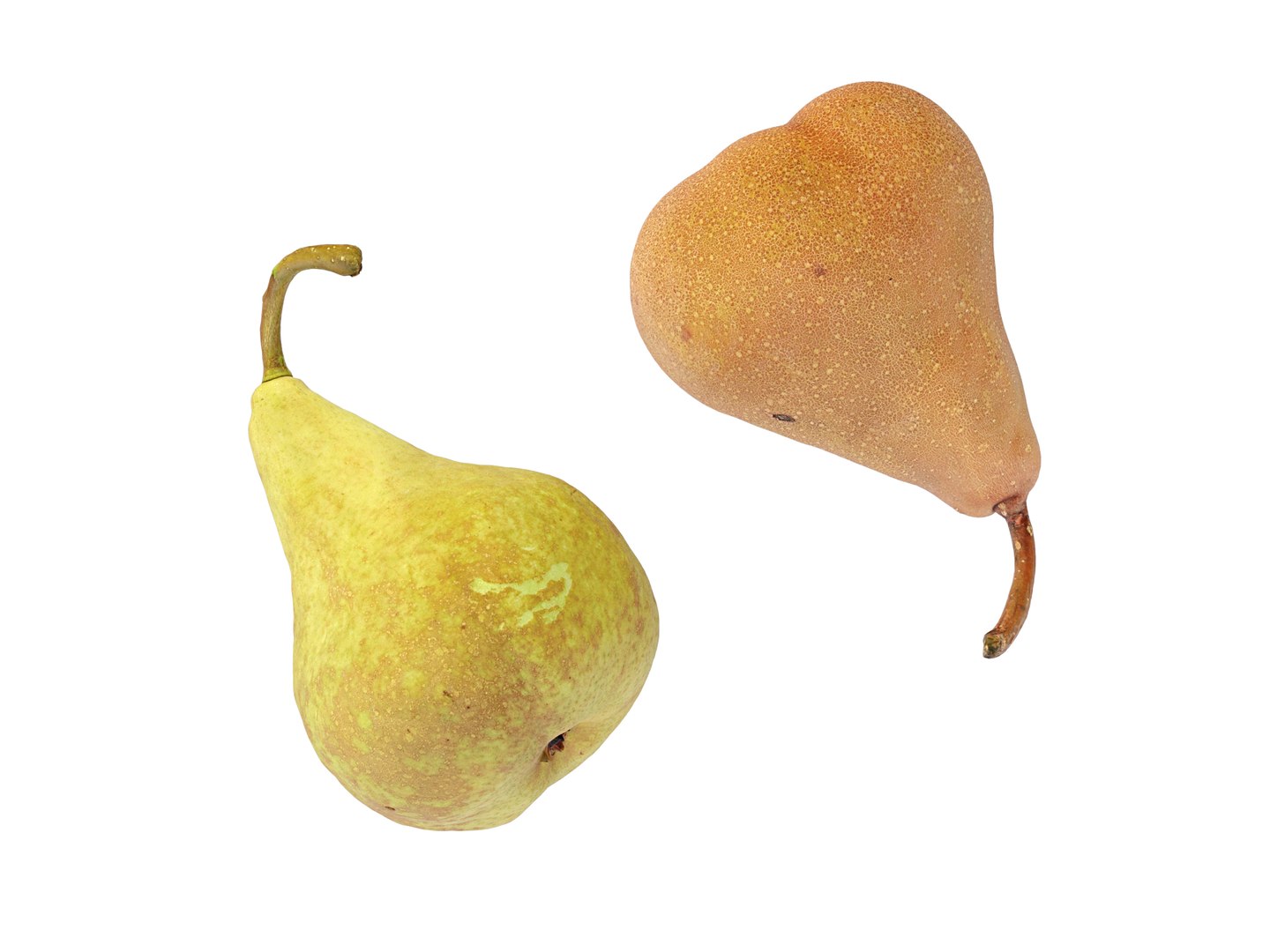 Pear Bosc 3D Model - TurboSquid 2098343